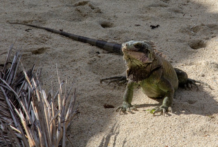 Virgin Islands National Park: Beaches, Snorkeling, Hiking and Wildlife ...